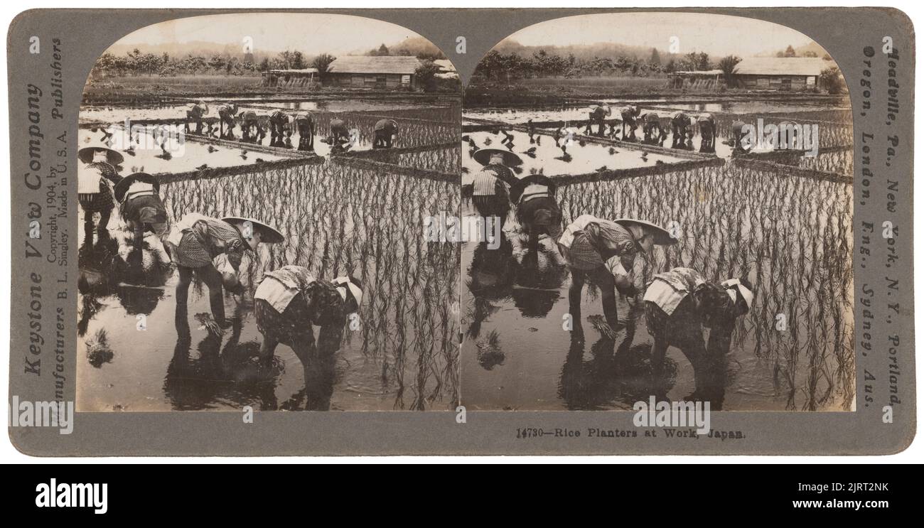 Rice Planters at Work, Japan, 1913, Japan, by Keystone View Company ...