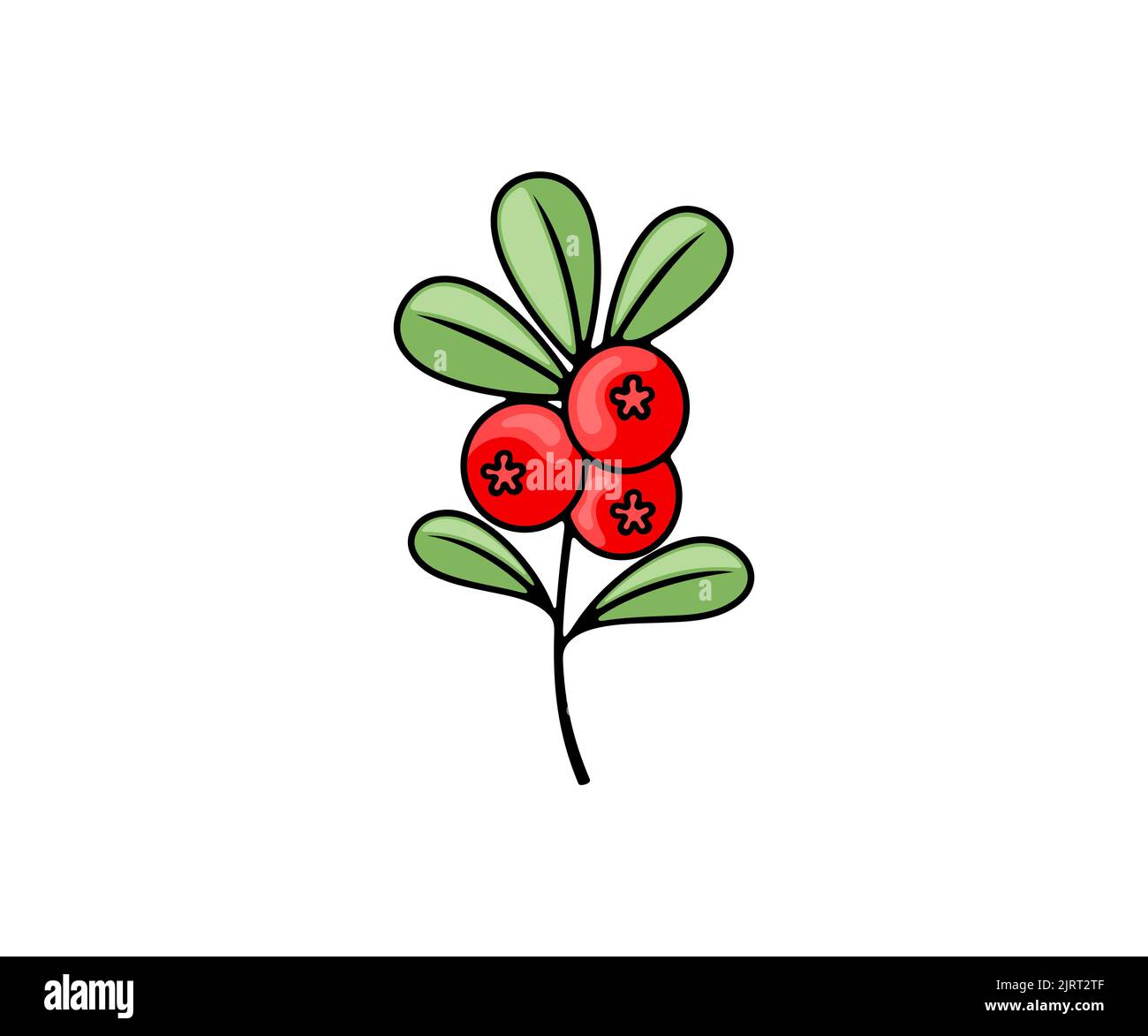 Cowberry, lingonberry, cranberry and foxberry, berries, vector design ...