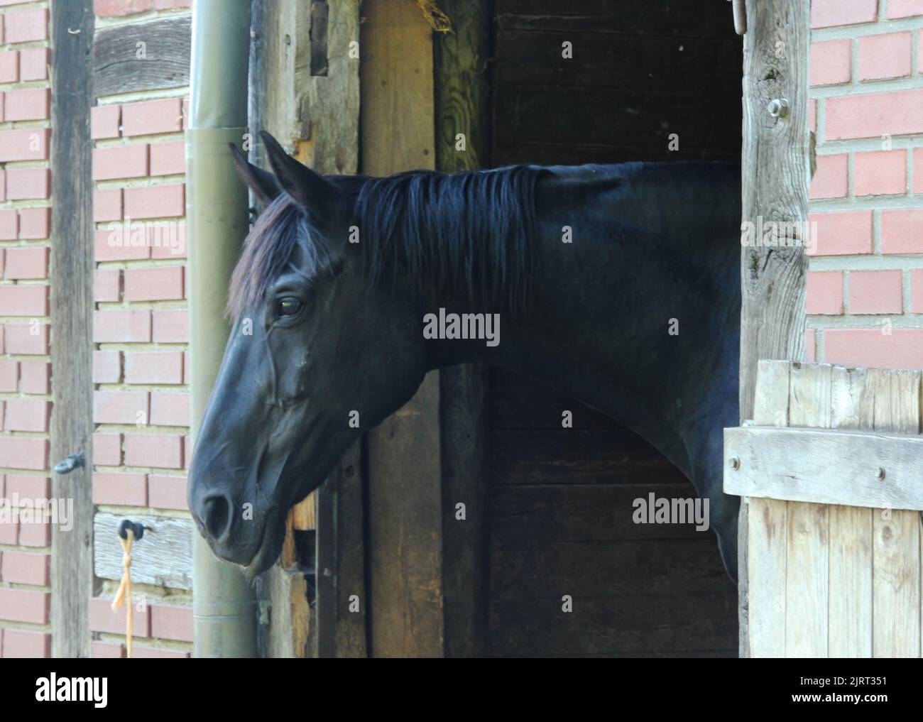 A black horse in its stable. His head is outside Stock Photo - Alamy