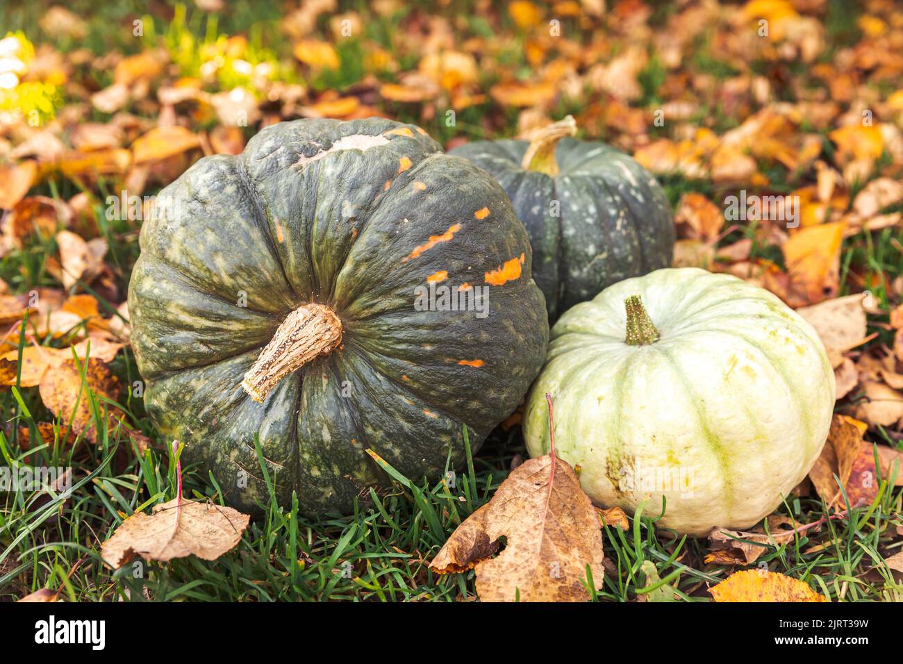 Autumnal Background. Autumn fall pumpkins on dried fall leaves garden ...