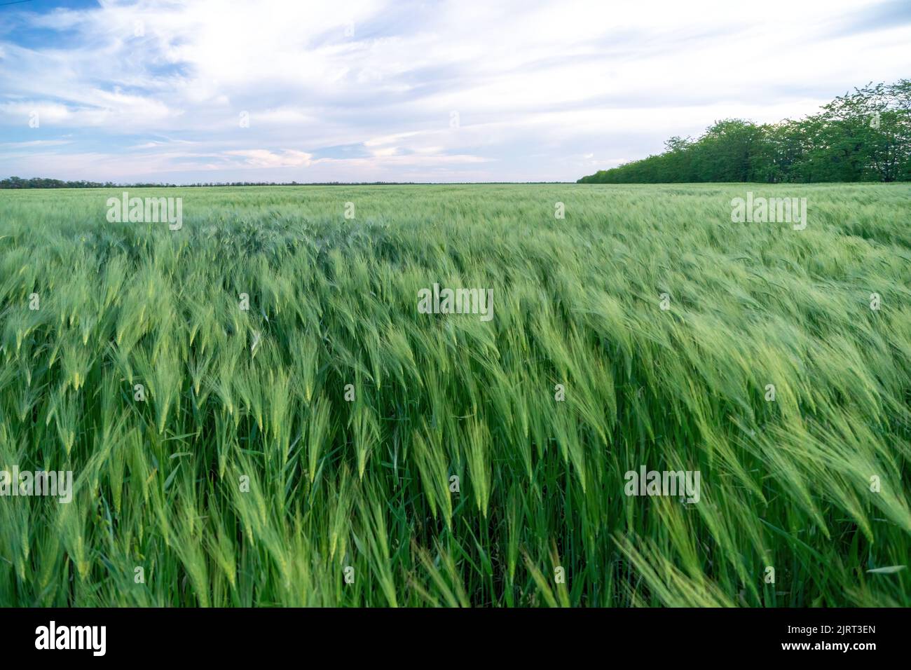 Green wheat field in countryside, close up, selective focus. Field of ...
