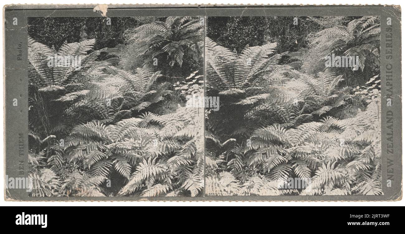 Bush new zealand Cut Out Stock Images & Pictures - Alamy