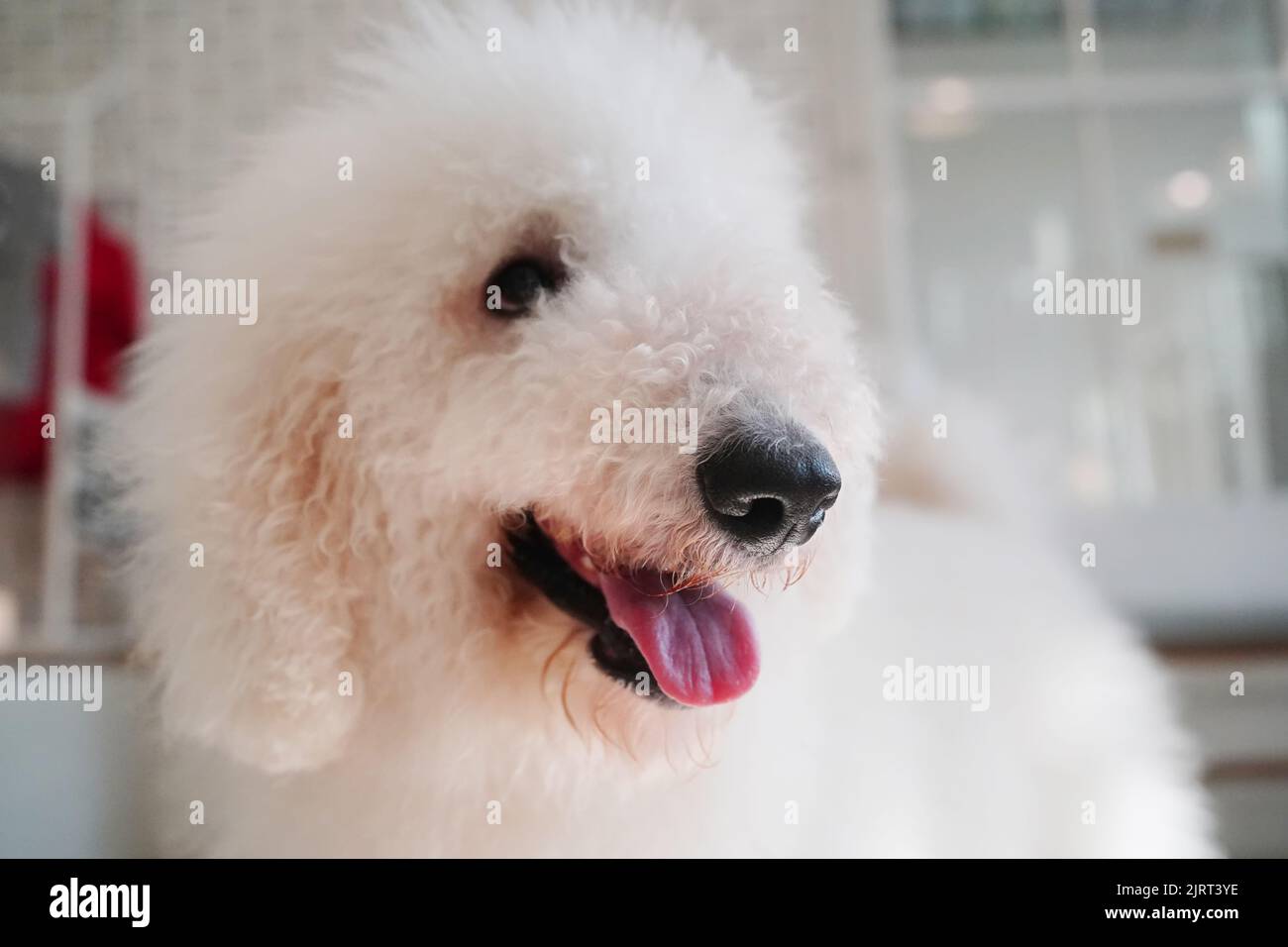 Funny, naughty dog puppy barking Stock Photo - Alamy