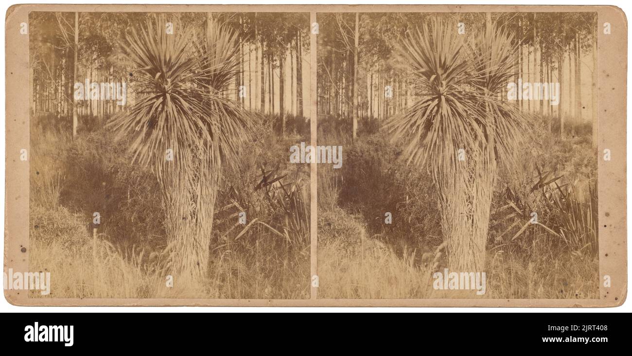Single cabbage tree hi-res stock photography and images - Alamy