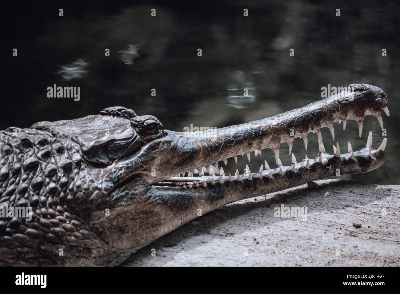 Tomistoma habitat hi-res stock photography and images - Alamy