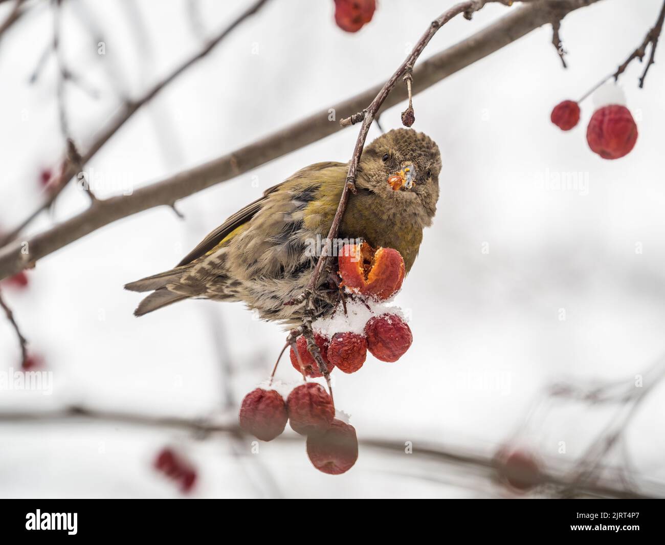 Red Crossbill female sitting on the tree branch and eats wild apple ...
