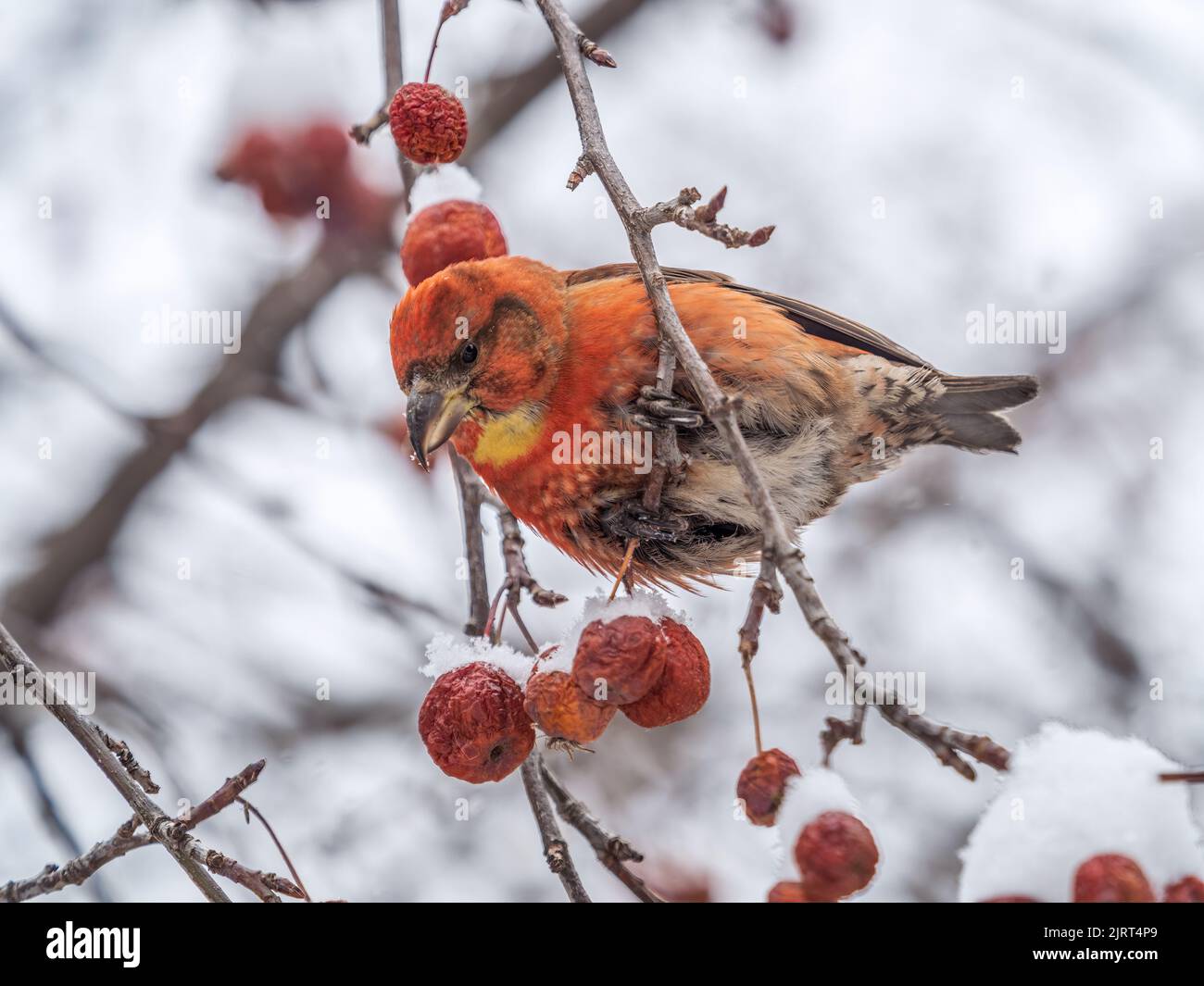 Red Crossbill male sitting on the tree branch and eats wild apple ...