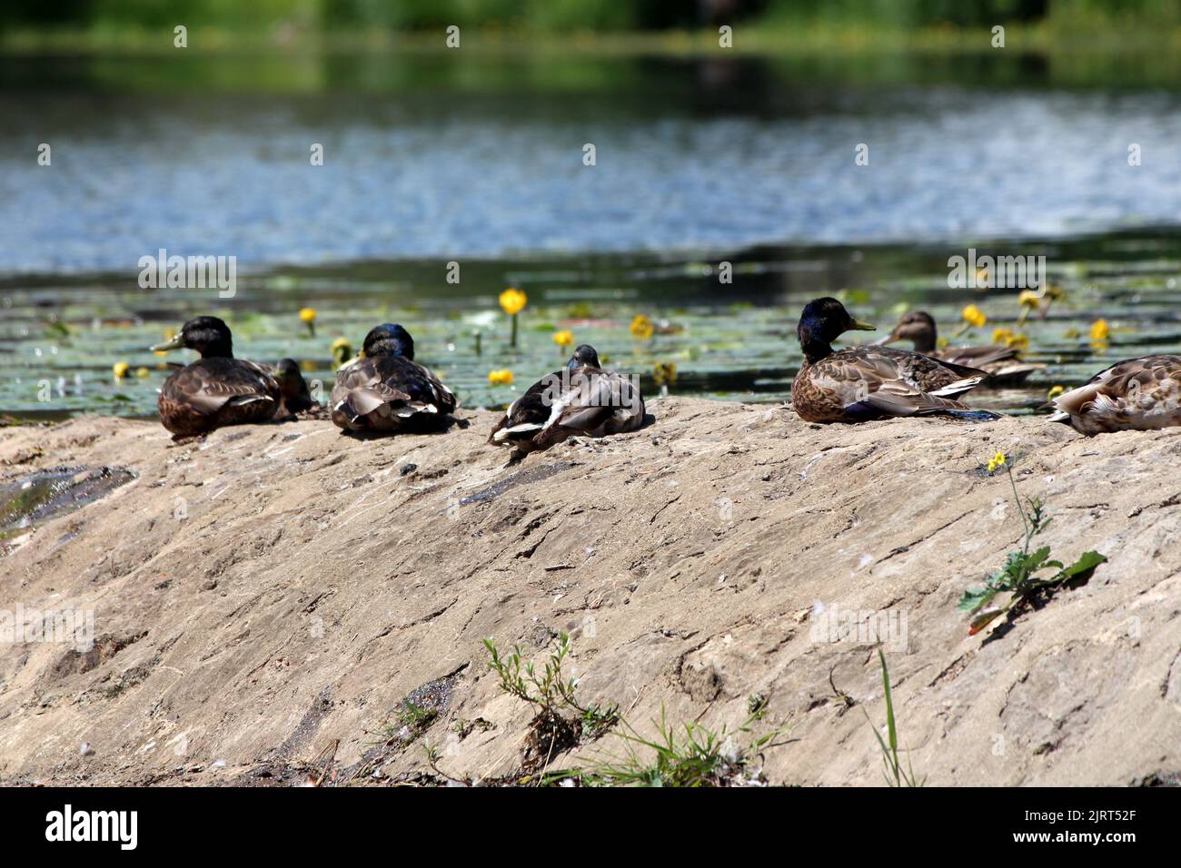 Ducks resting on river dam hi-res stock photography and images - Alamy