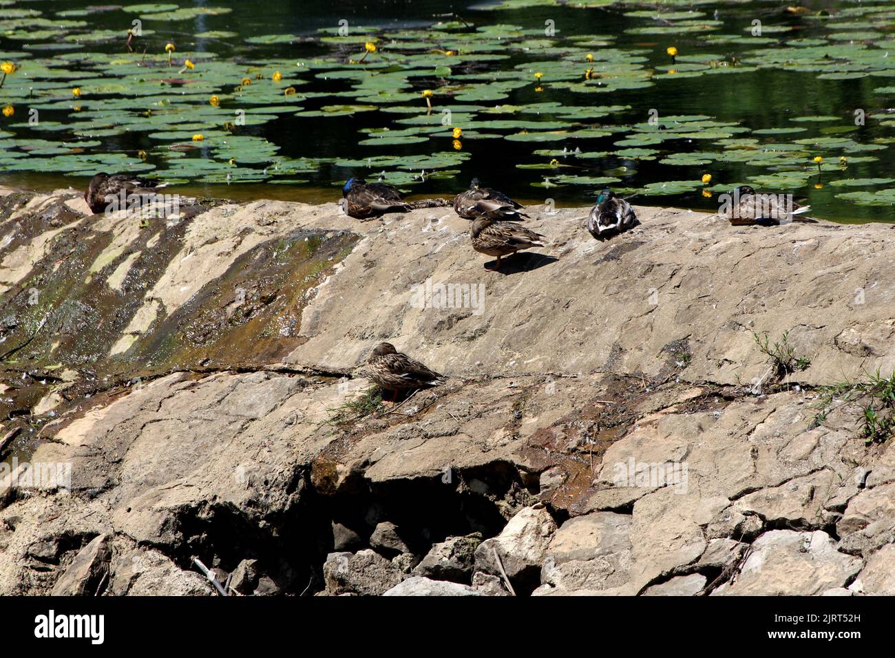 Ducks resting on river dam hi-res stock photography and images - Alamy