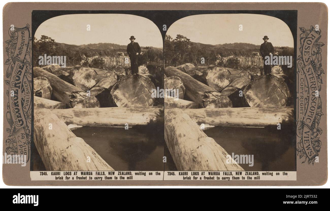 Kauri forest Cut Out Stock Images & Pictures - Alamy