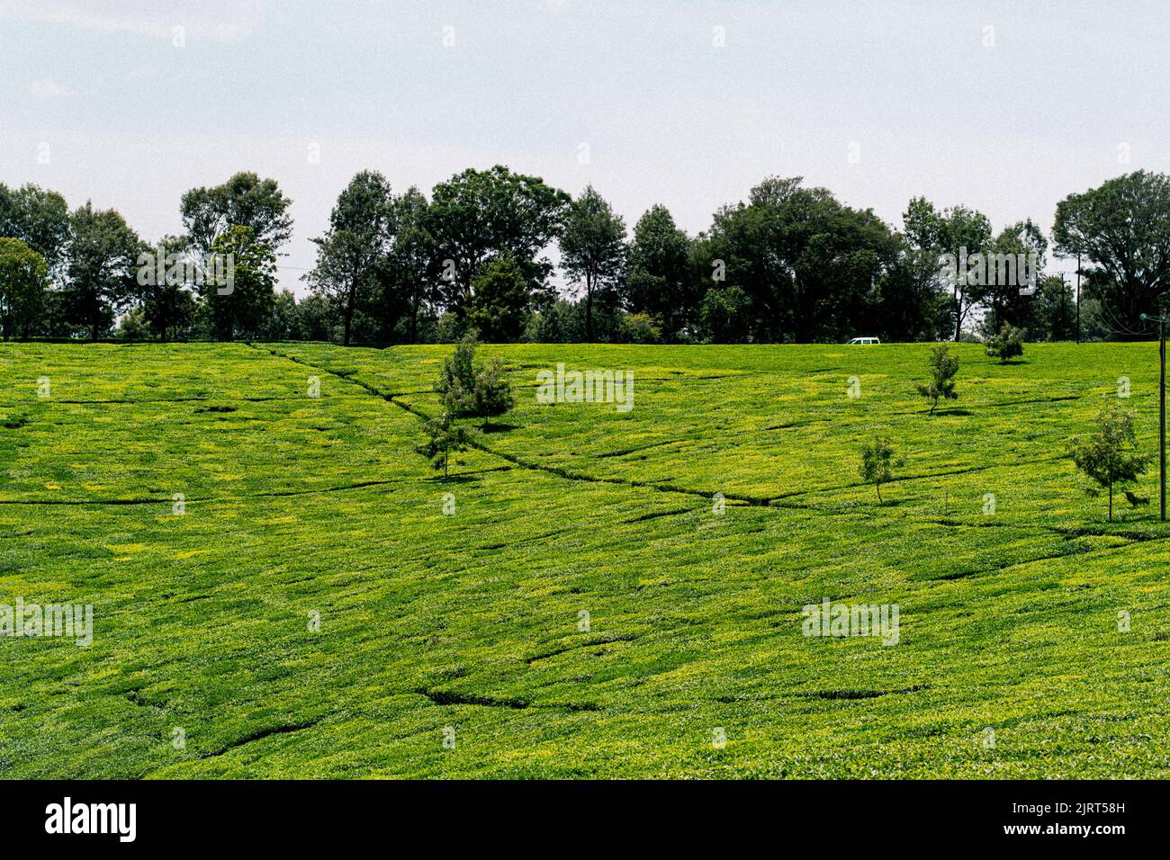 nature,tea farm,agriculture,farmland,greenery,hill,landscape,farming ...