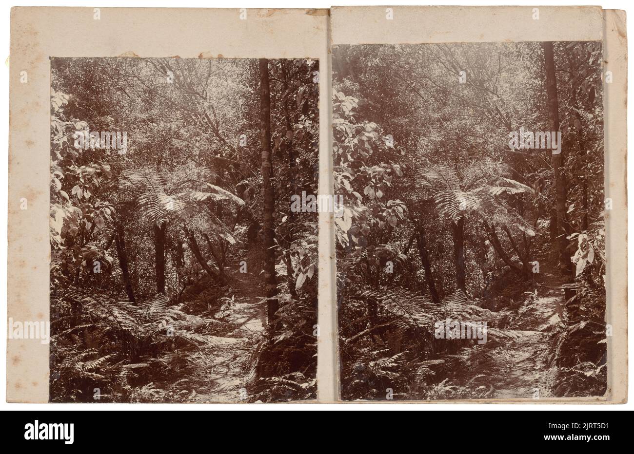 Native forest and new zealand Cut Out Stock Images & Pictures - Alamy