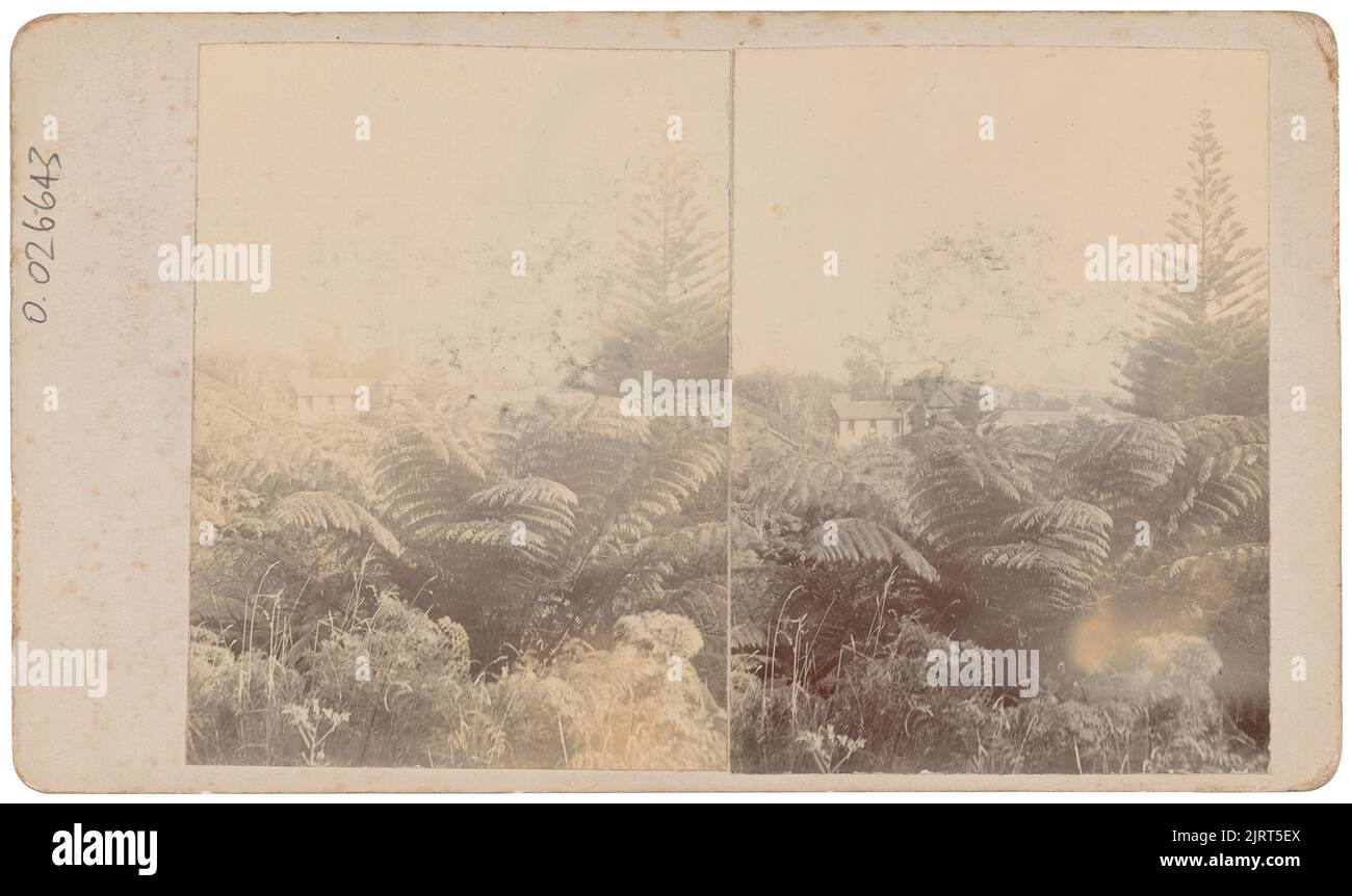 New zealand native bush Cut Out Stock Images & Pictures - Alamy