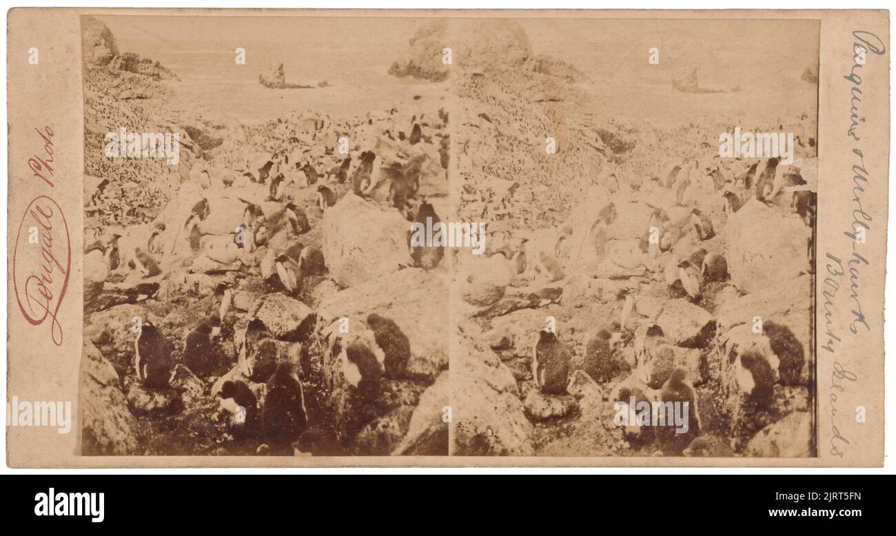 Penguins & Molly hawks, Bounty Islands, circa 1888, Bounty Islands, by ...