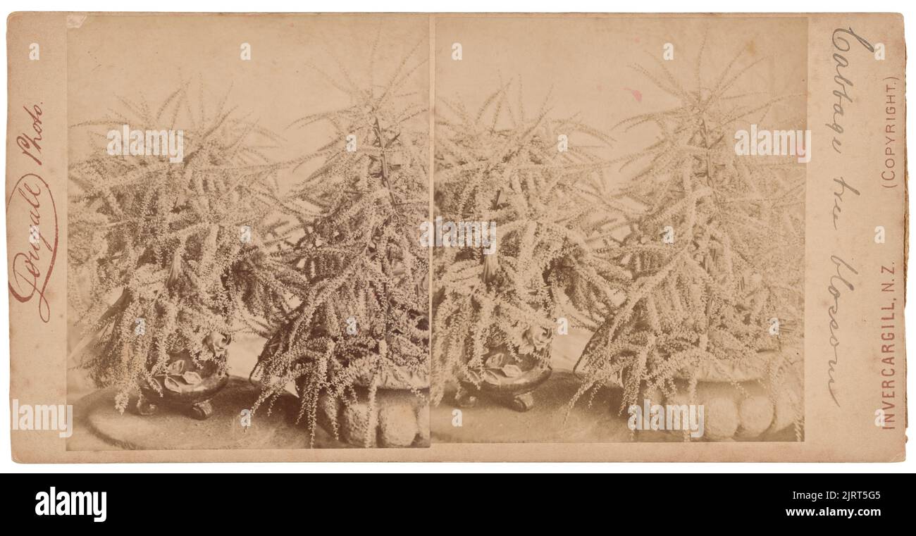 Cabbage tree blossom, 1884-1890, Invercargill, by William Dougall Stock ...