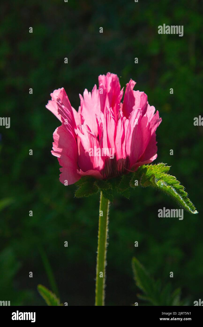 A vertical closeup of pink Opium poppy on blur green background Stock ...