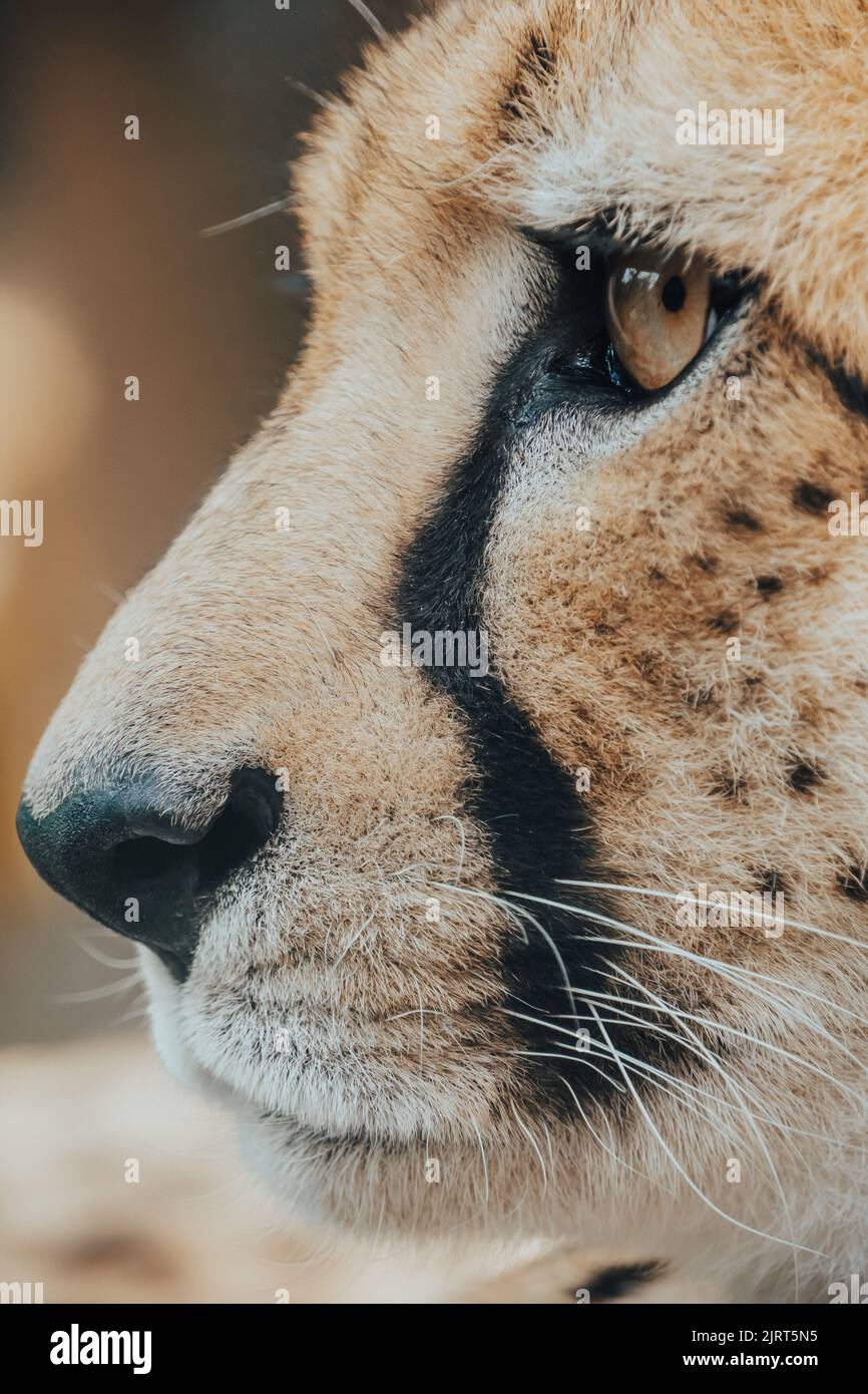 A vertical closeup of a cheetah's face (Acinonyx jubatus Stock Photo ...