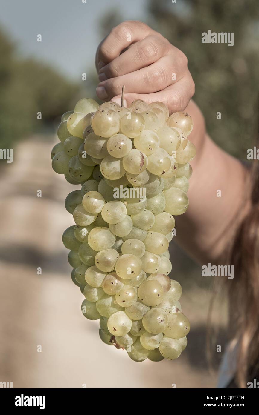 Grapes nutrition facts hi-res stock photography and images - Alamy