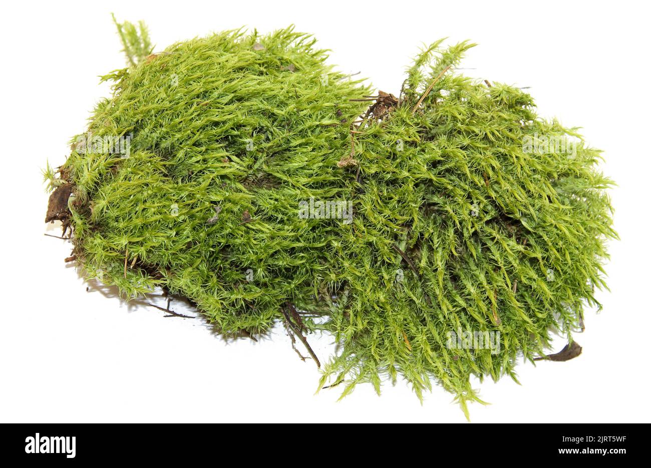 fresh juicy green moss isolated on white Stock Photo - Alamy