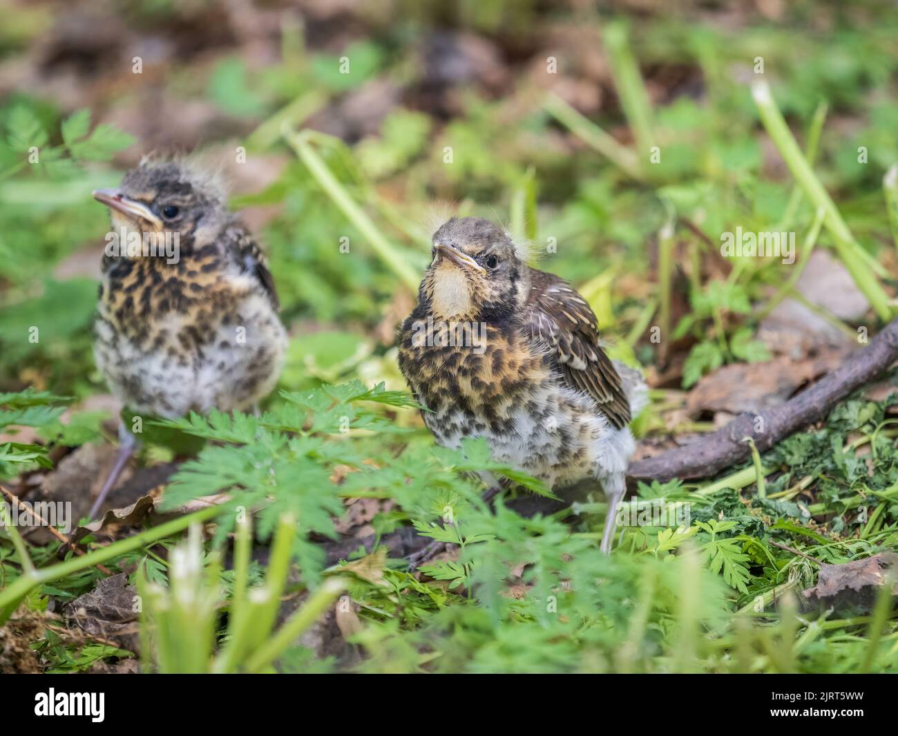 Nestling bird left nest hi-res stock photography and images - Alamy