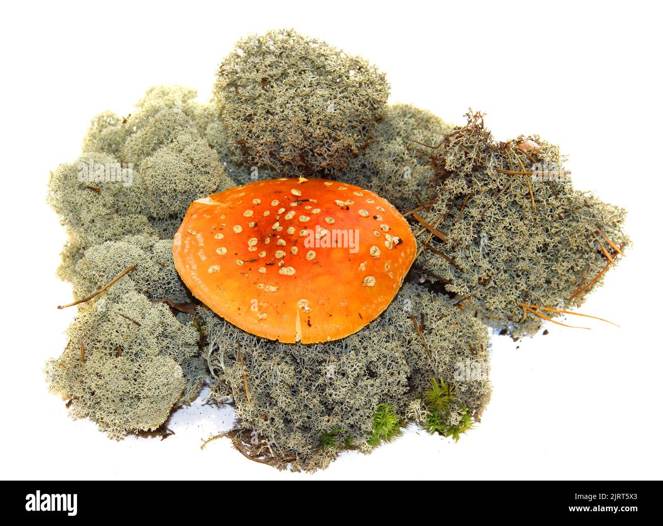 toadstool mushrooms in fresh grey moss isolated on white Stock Photo ...