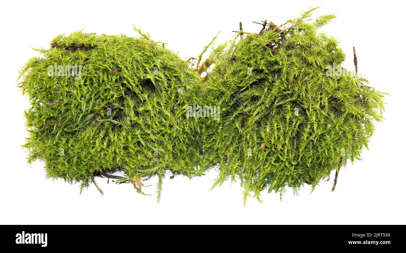 fresh juicy green moss isolated on white Stock Photo - Alamy
