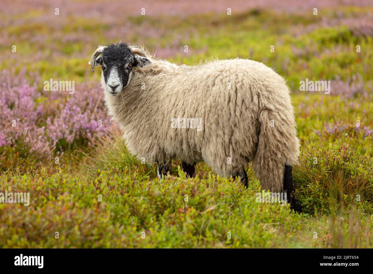 Swaledale ewe, female sheep in summer, grazing on open moorland with ...