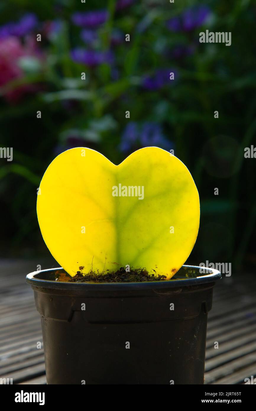 A vertical shot of yellow heart-shaped Hoya kerrii plant in a pot Stock ...