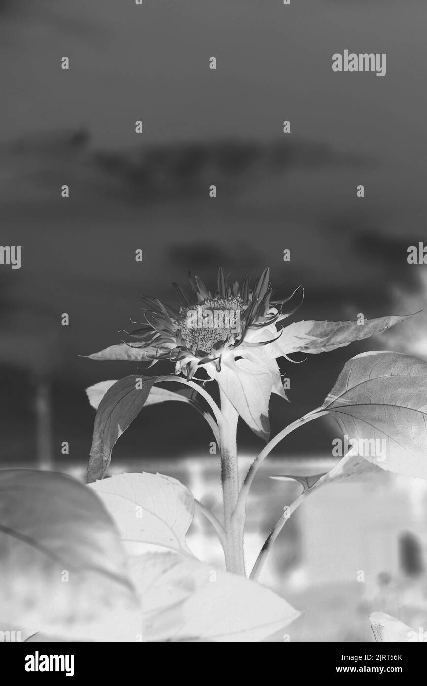 Huge typical sunflower growing in the sunny flower garden in a black ...