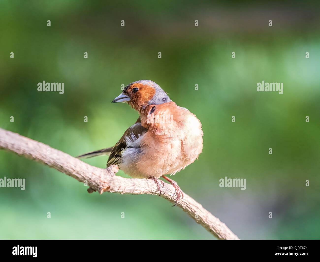 Common chaffinch sits on a branch in spring on green background ...
