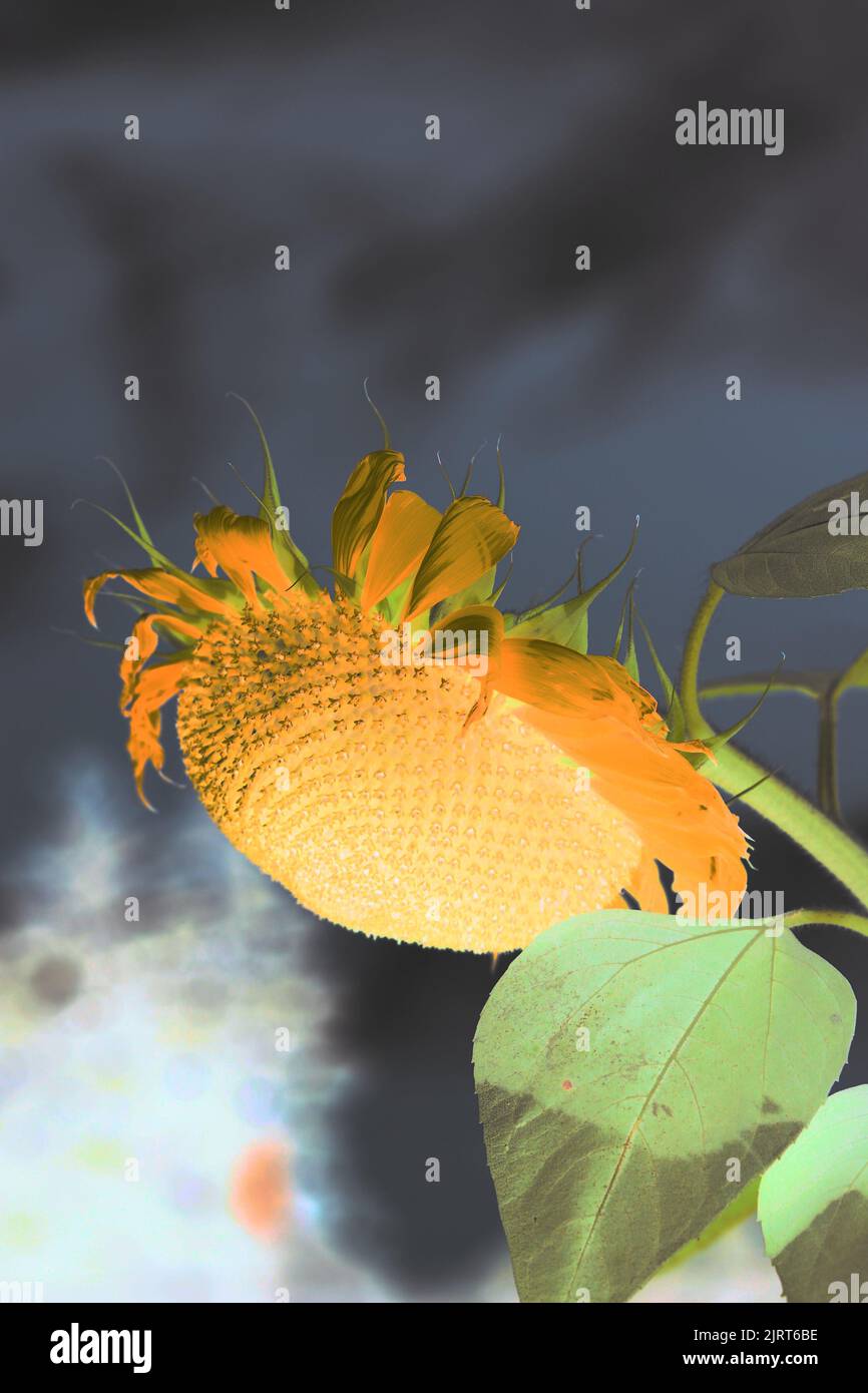 Huge typical sunflower growing in the sunny flower garden in a bright ...