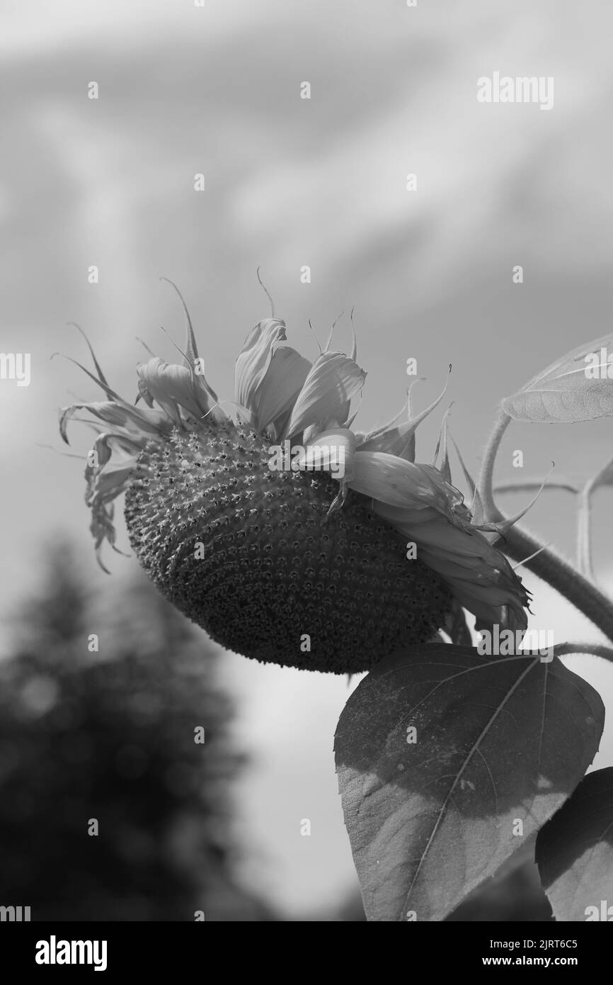 Huge typical sunflower growing in the sunny flower garden in a black ...