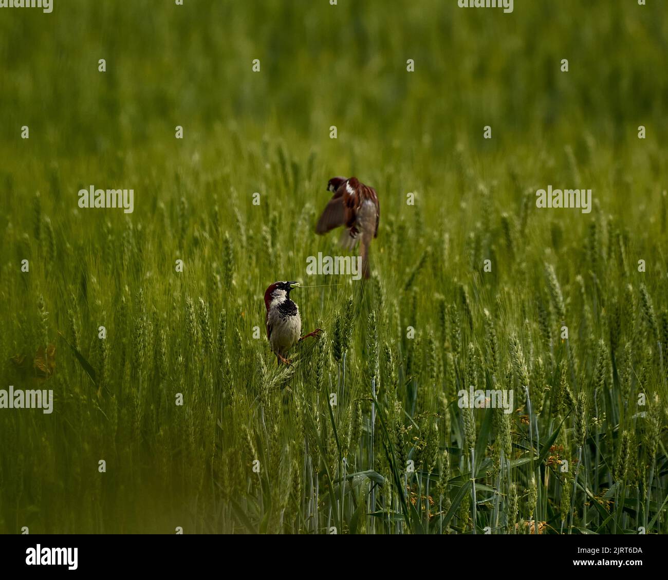 Two sparrows hi-res stock photography and images - Alamy