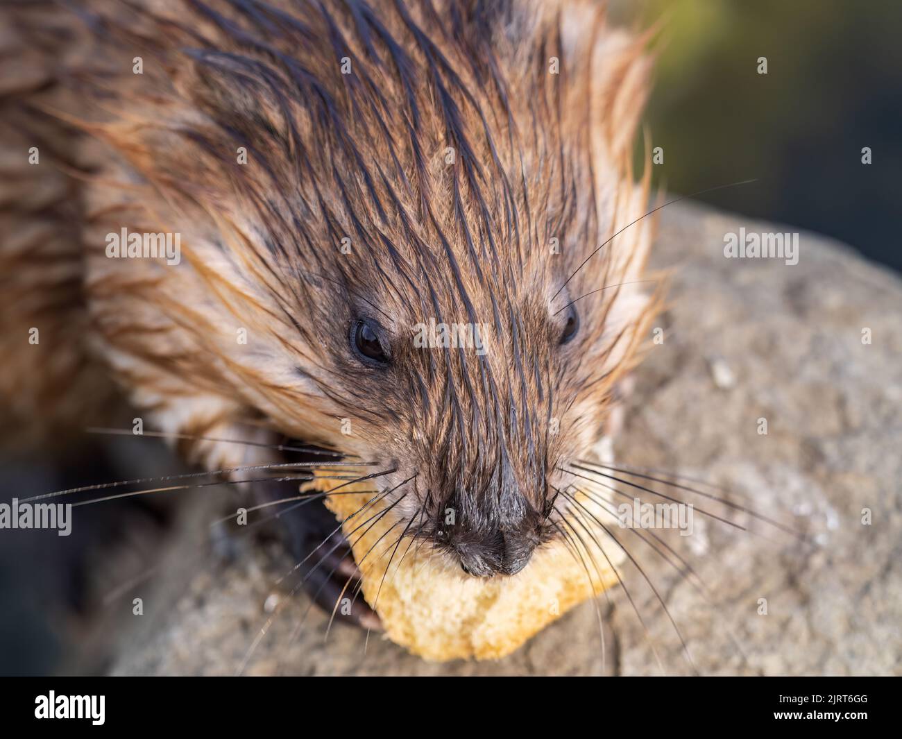 Wild animal Muskrat, Ondatra zibethicuseats, eats on the river bank. Muskrat, Ondatra zibethicus ...