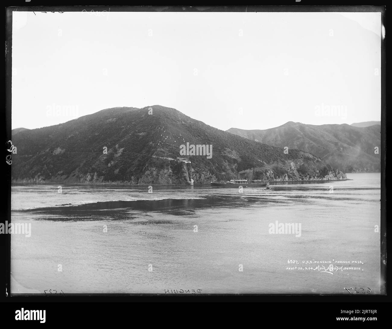 New zealand penguin Black and White Stock Photos & Images - Alamy