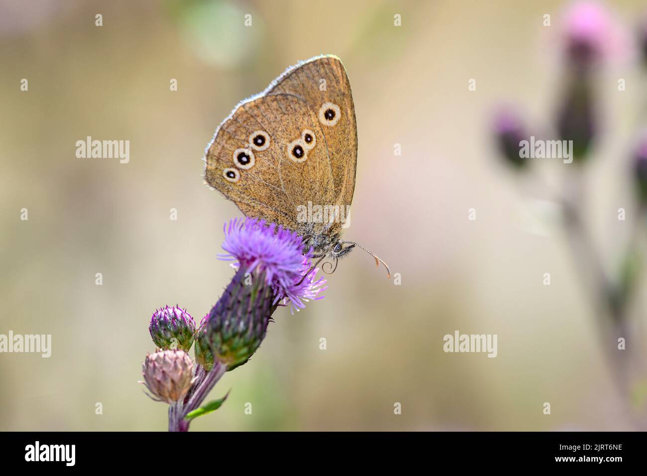 The ringlet butterfly - Aphantopus hyperantus resting on Cirsium ...