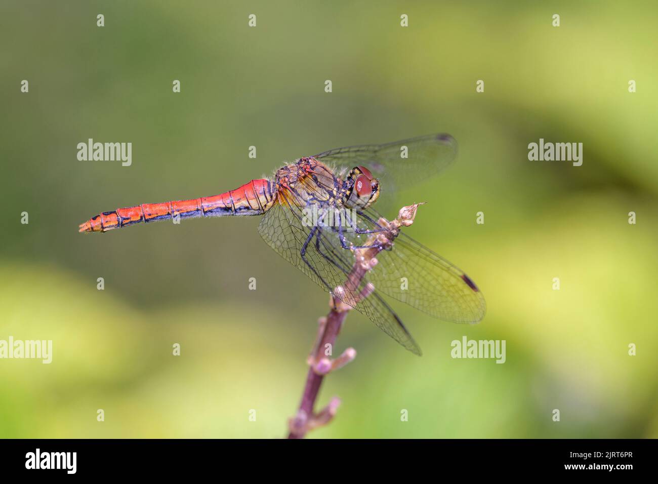 The ruddy darter - Sympetrum sanguineum is a species of dragonfly of the family Libellulidae ...