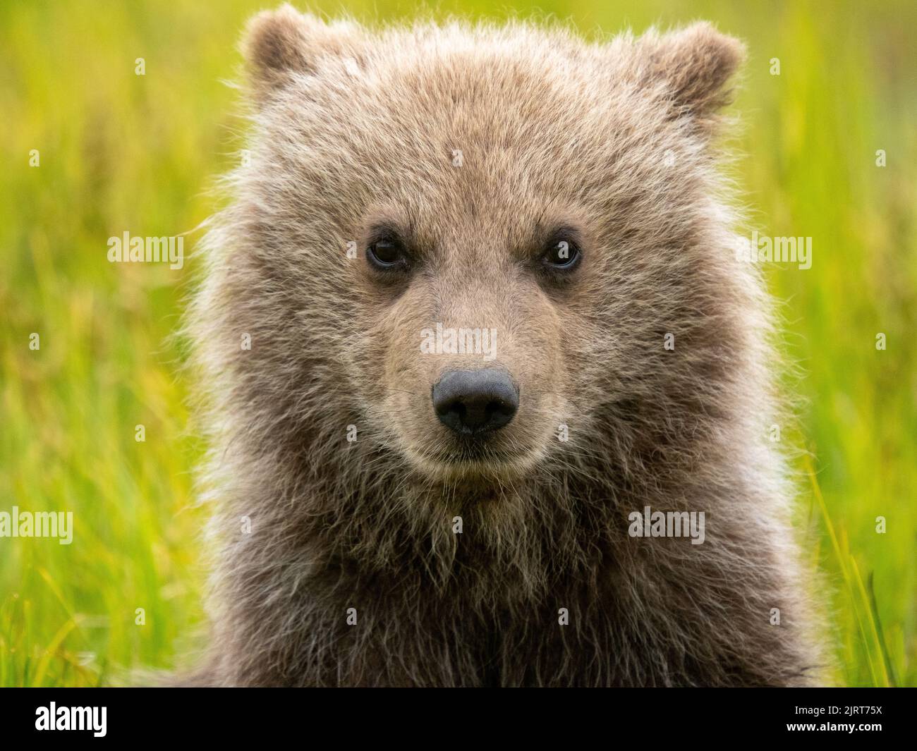 AN adorable baby brown bear. Lake Clark National Park, Alaska,US: THESE ...