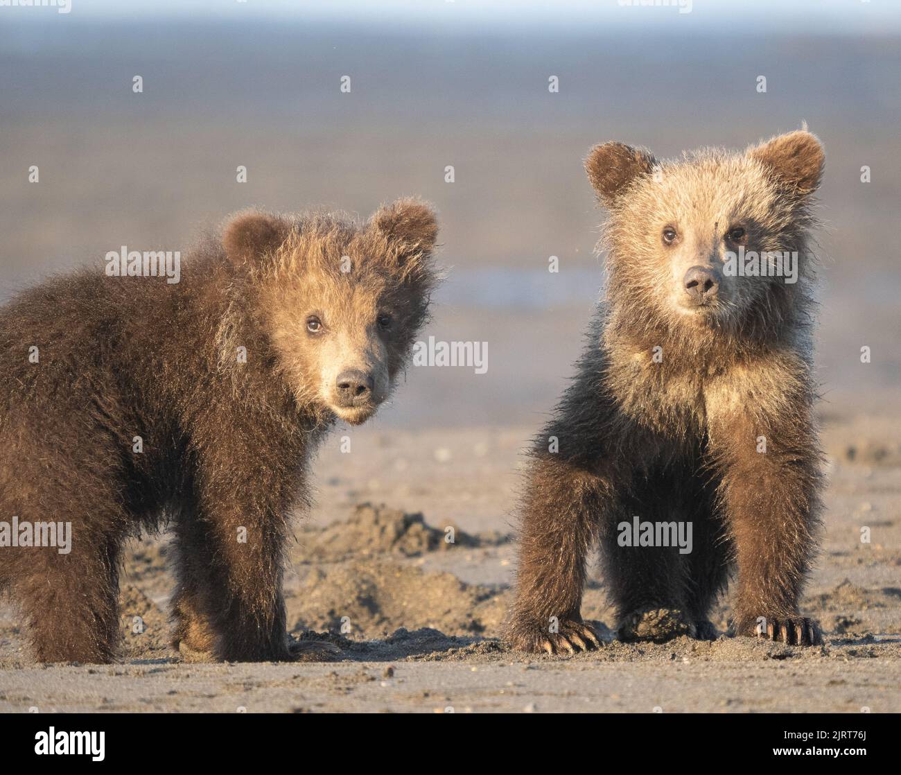 Two of the young cubs staring at the photographer. Lake Clark National ...