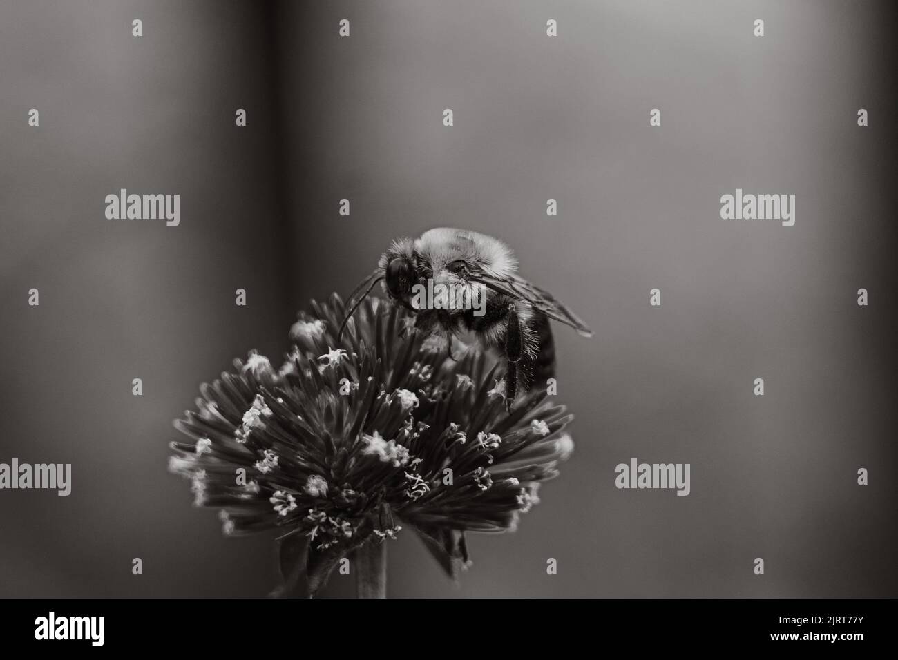 A greyscale selective focus shot of a bee on a flower Stock Photo - Alamy