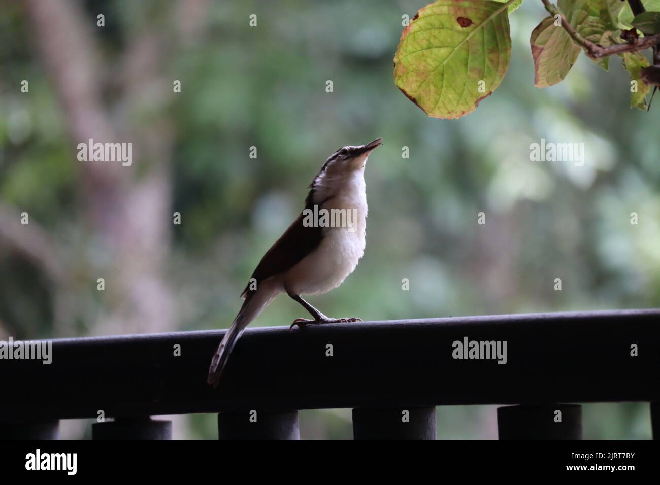 Shrikes hi-res stock photography and images - Alamy