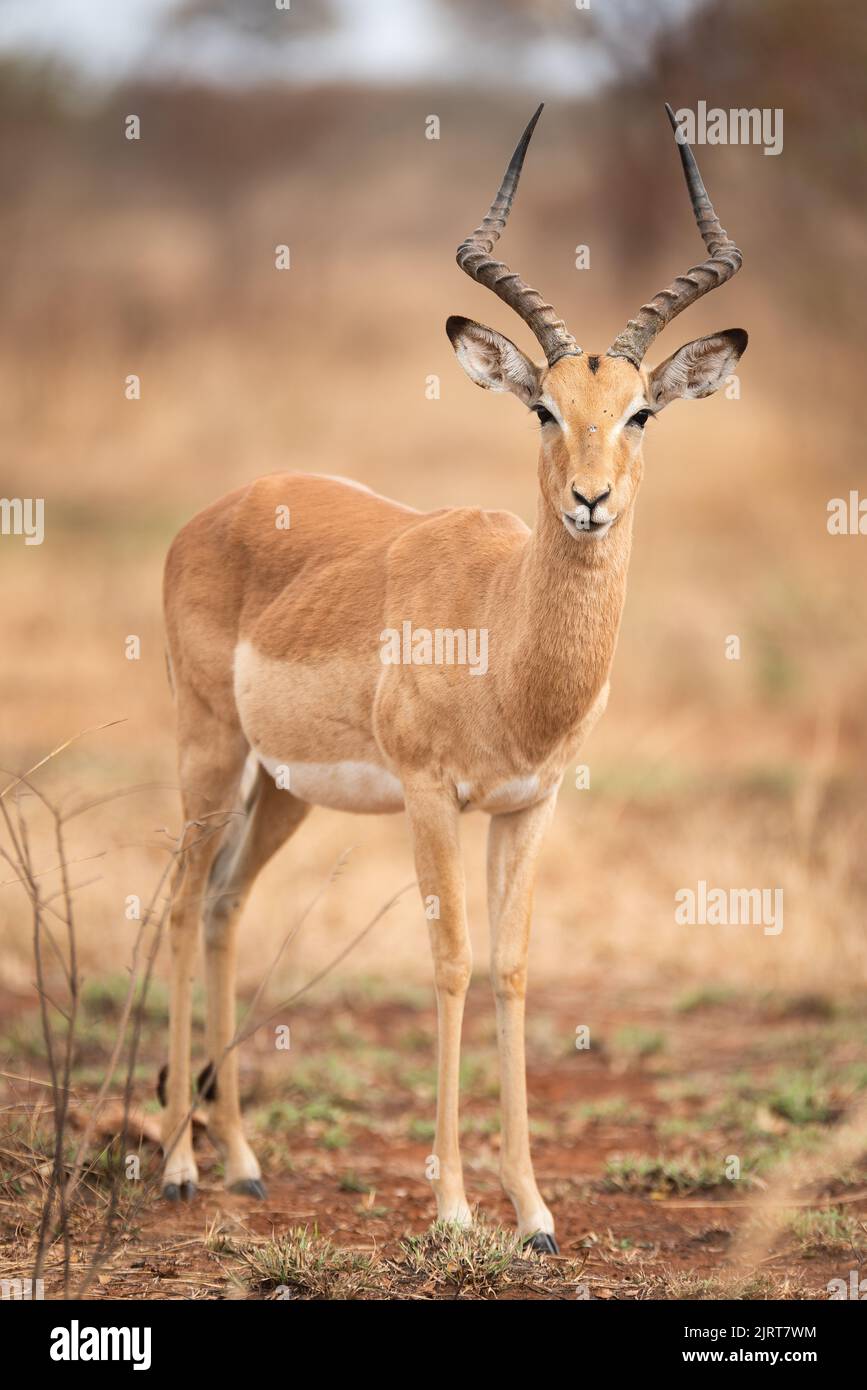Cute ram hi-res stock photography and images - Alamy