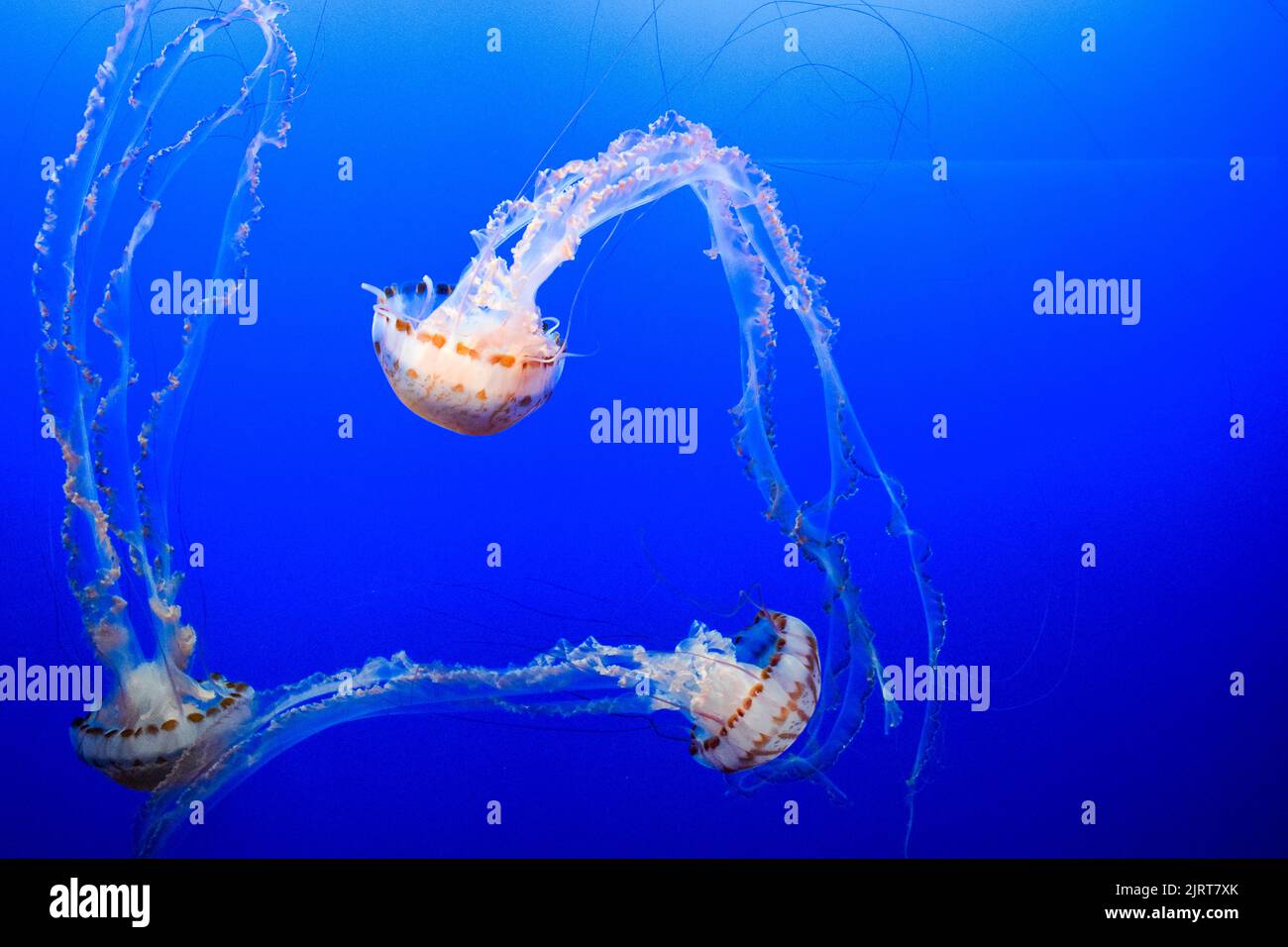 Three jellyfish in the aquarium Stock Photo - Alamy