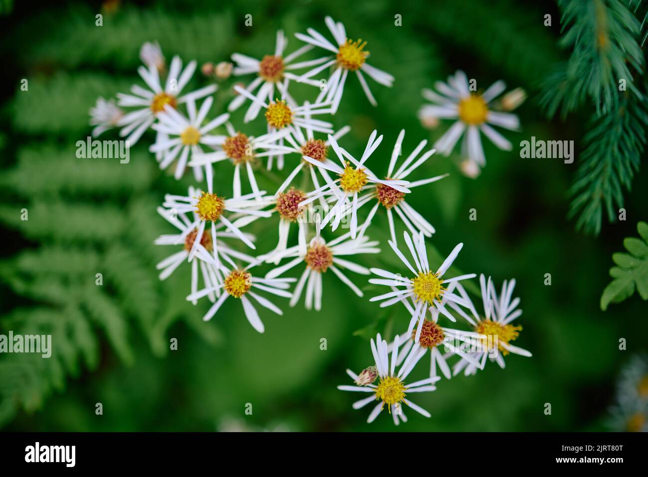 A top view of daisy flowers in the garden Stock Photo - Alamy