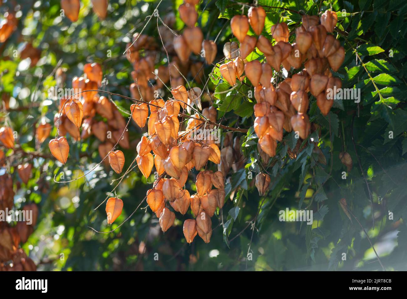 Seed Pods of Koelreuteria Paniculata Tree Stock Photo - Alamy