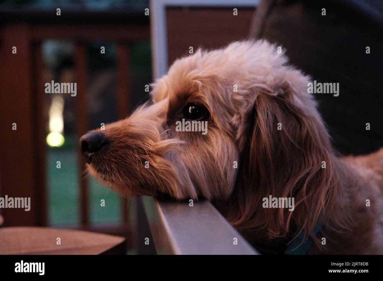 Doxiepoo dog hi-res stock photography and images - Alamy