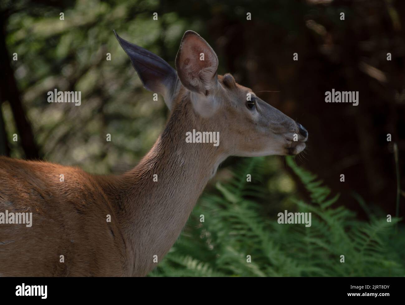 Deer family portrait hi-res stock photography and images - Alamy