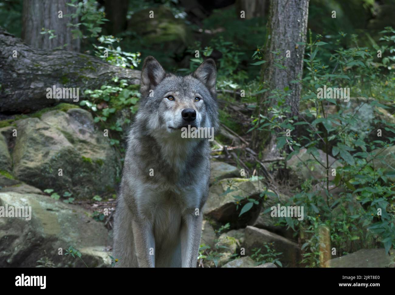 Wolf sitting hi-res stock photography and images - Alamy