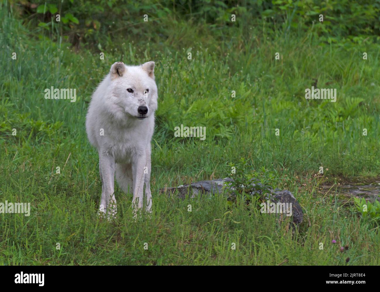 Northern wolf hi-res stock photography and images - Alamy