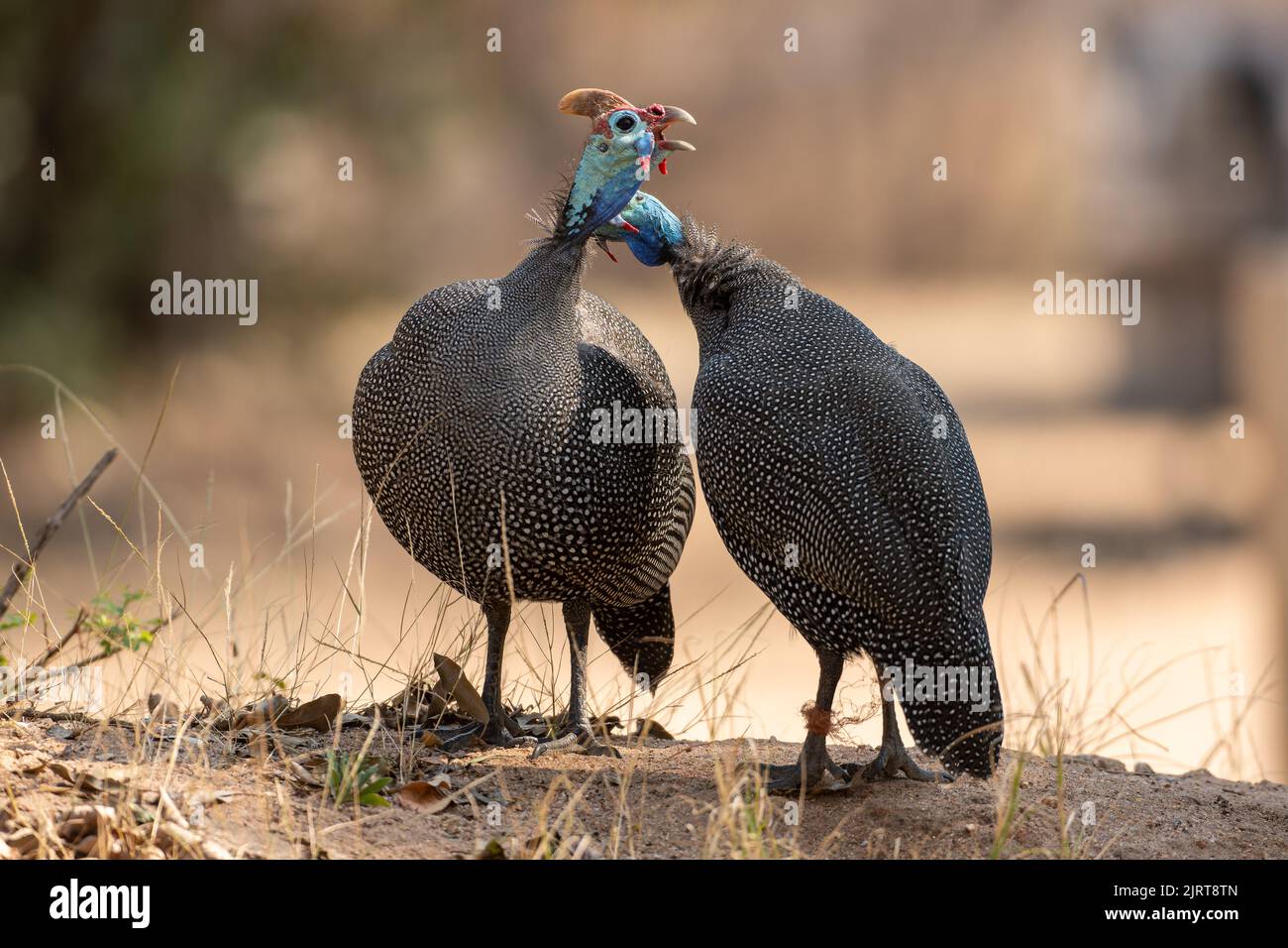 Guinea fowls hi-res stock photography and images - Alamy
